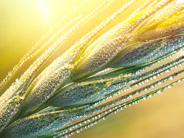 Our Vodka – ZYR VODKA®